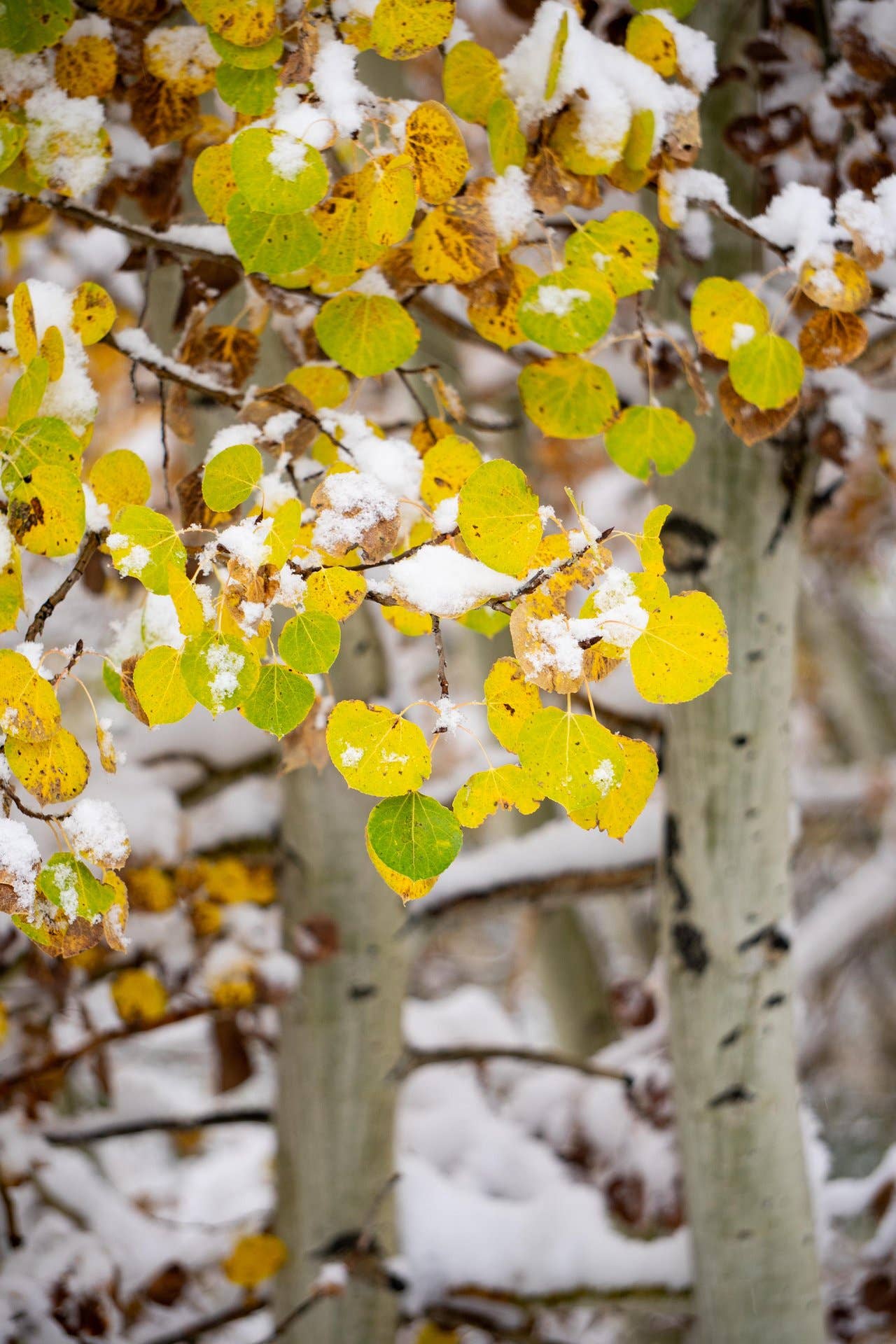 Mammoth Mountain Buried by 10+ Inches From October Storm - POWDER