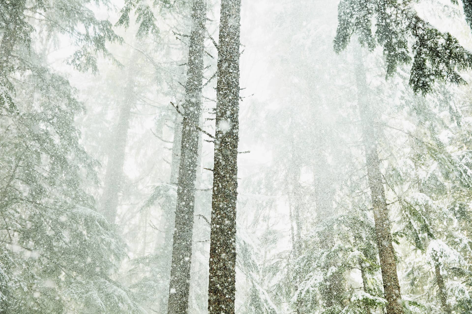 NOAA's Winter 25/26 Outlooks Show Strong La Niña Trends - POWDER