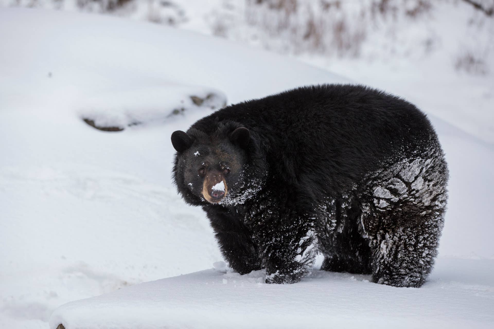 Bear Runs at Japanese Snowboarder in Tense Video - Powder