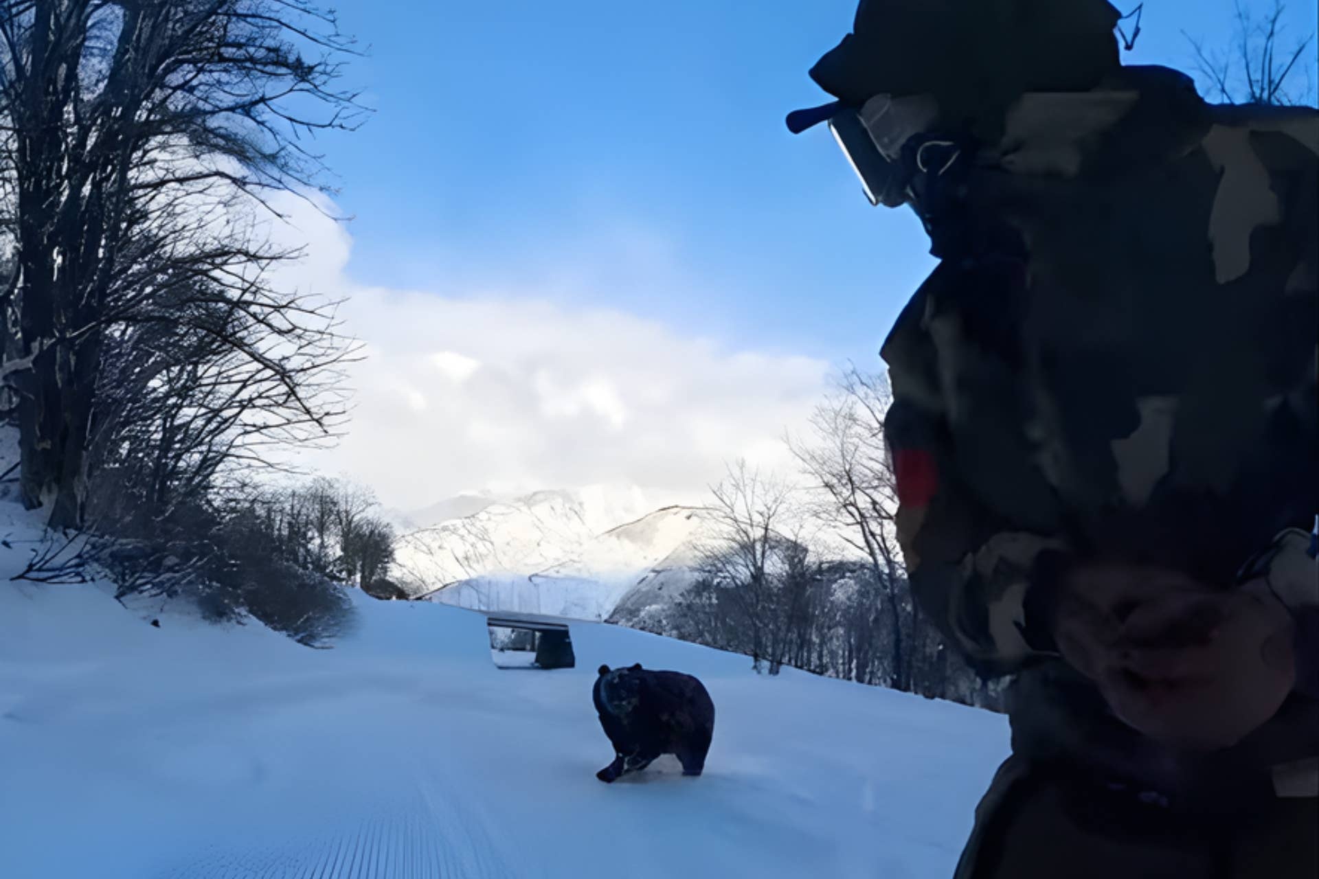 Bear Runs at Japanese Snowboarder in Tense Video - Powder