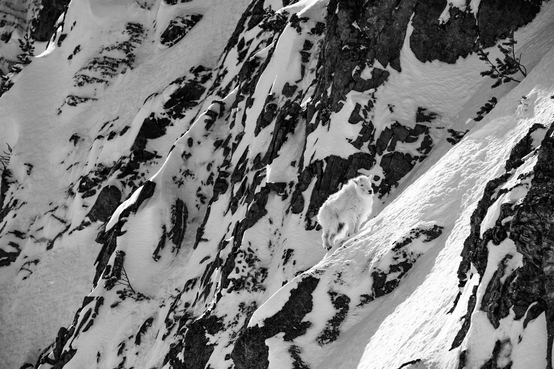 The 7 Best Ski Resorts for Spotting Wildlife