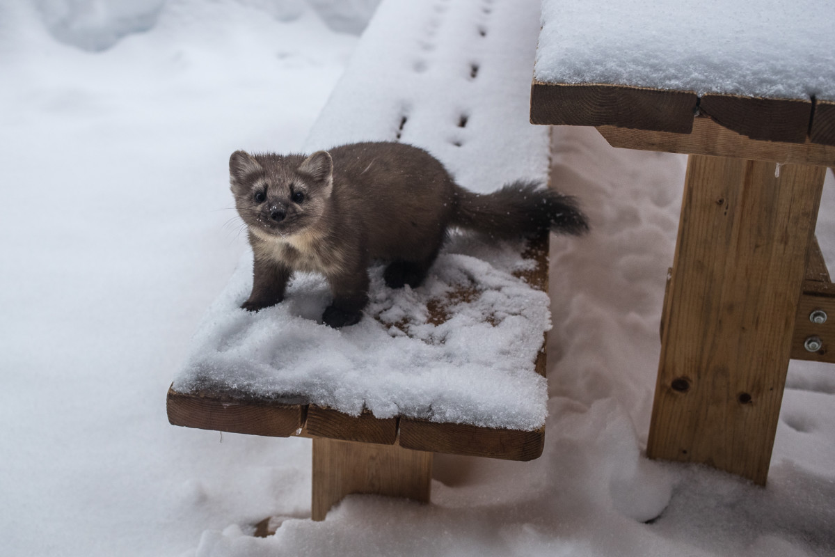 Finding Roots and Powder at a 10th Mountain Division Hut