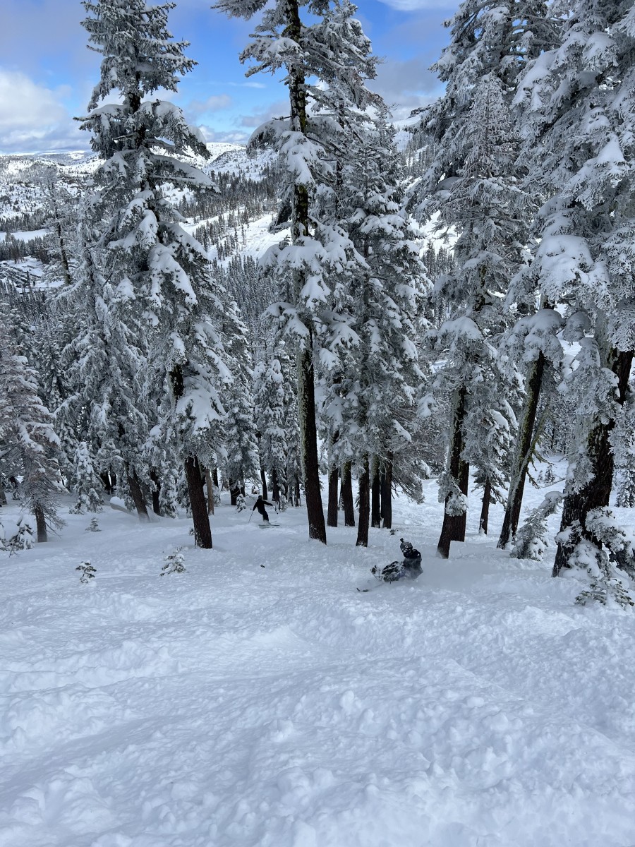 Why Tree Skiing Is the Ultimate Art Form and Thrill