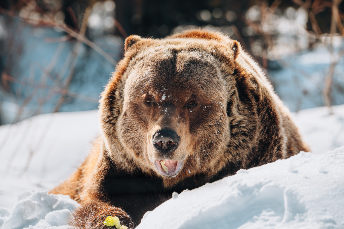 For Boo, the Grizzly Who Lives at a Ski Resort, Nap Time Is Over