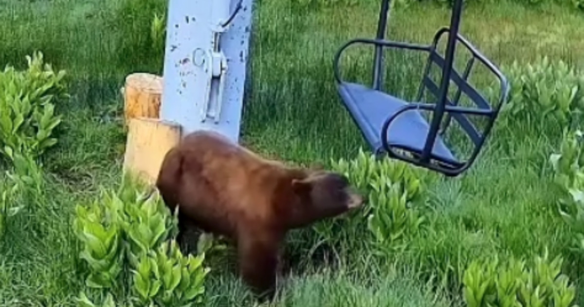 Big Bear Caught Scratching Against Idle Ski Chairlift - Powder