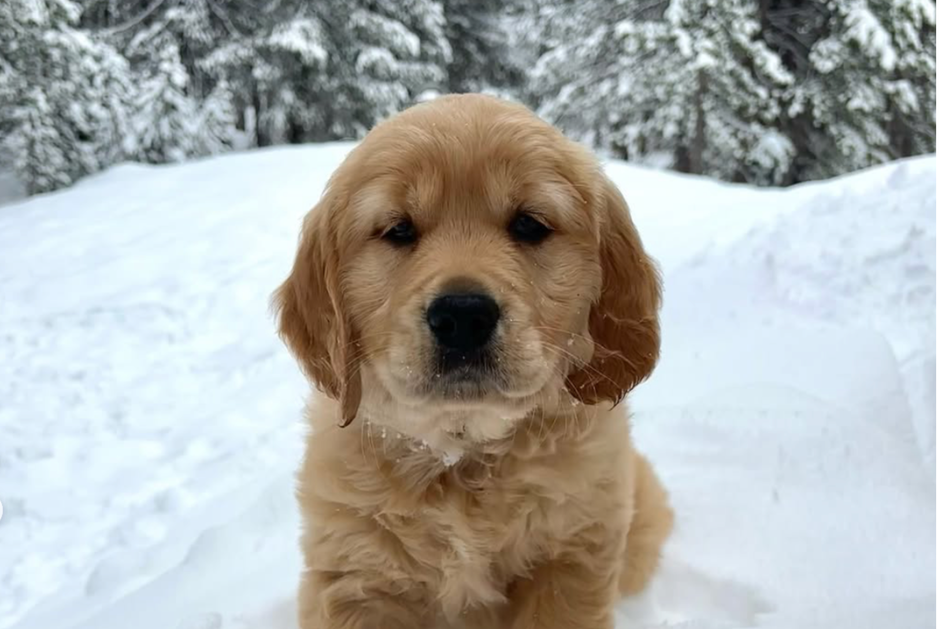 Adorable Avalanche Dog Joins Ski Patrol Team at Bear Valley, California ...