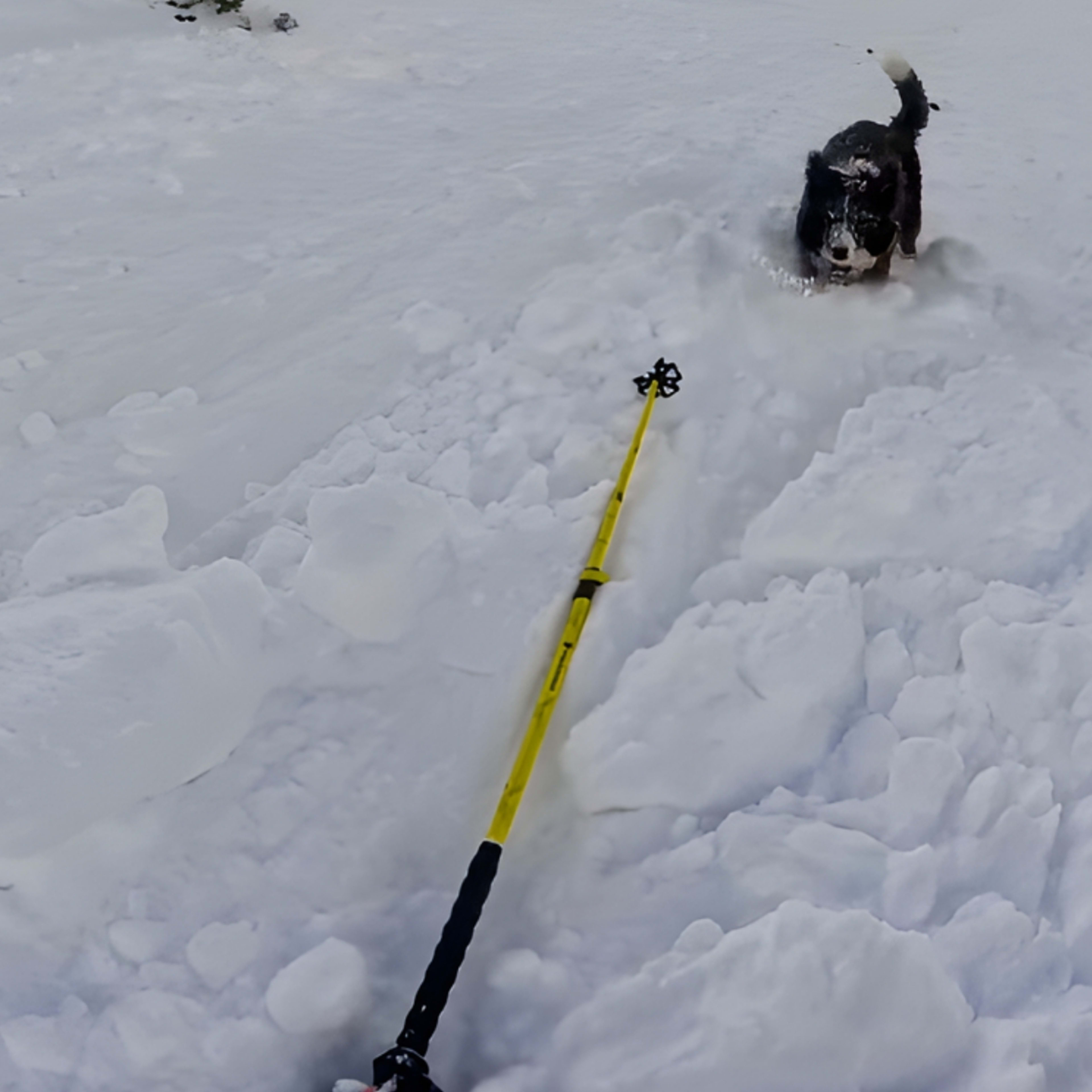 How Often Do You Use Ski Pole Straps? (Poll) - Powder